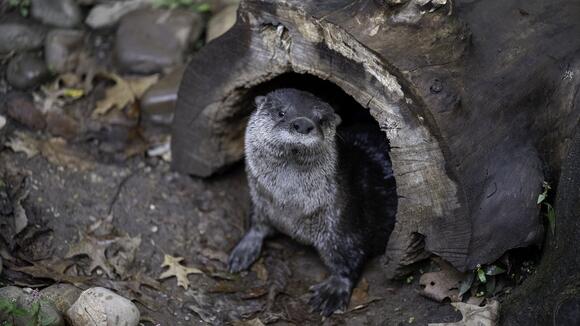 Pittsburgh Zoo updates bag inspection policy - NewsBreak