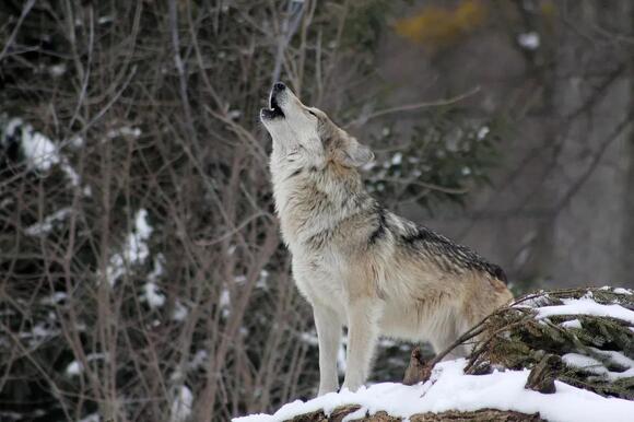 13 Little-Known Facts About Wolves That Will Change Your Perception ...