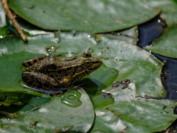 Frogs Face Life-Threatening Heat Stress from Global Warming - NewsBreak
