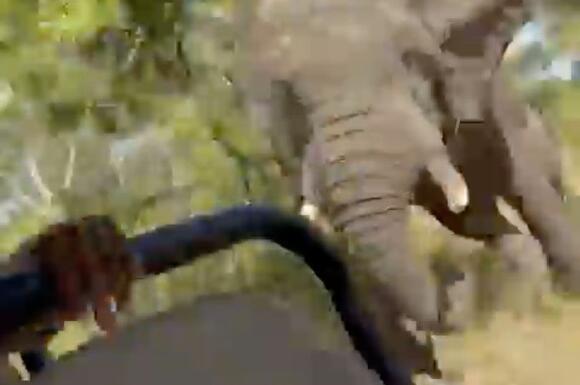 US woman horrifically killed by rampaging elephant on Africa safari as ...