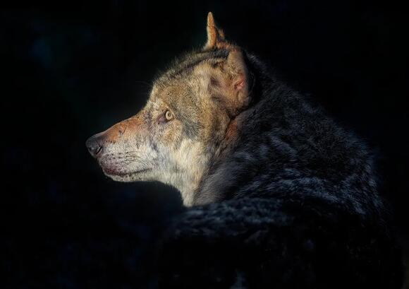 10 Incredible Facts About The Vancouver Sea Wolf - NewsBreak