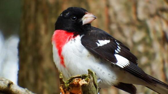 Something crazy happened during this spring’s bird migration in Maine ...
