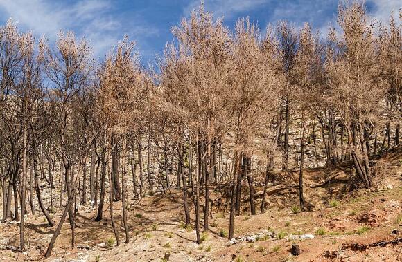 Facing Extinction: North America’s Most Endangered Wildlife - NewsBreak