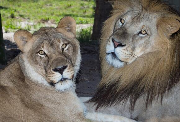 Her roar falls silent at Naples Zoo as Shani the lioness succumbs to ...