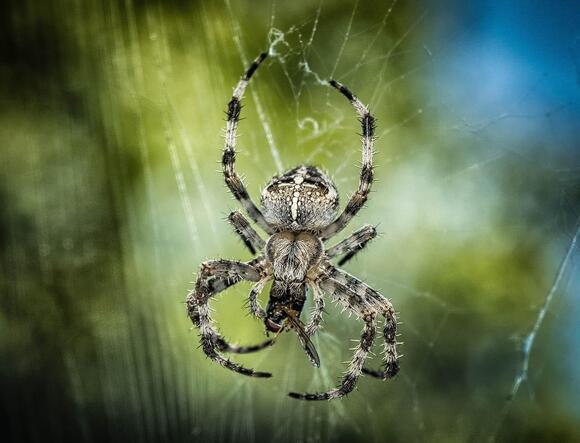 12 Spiders Known for Their Unique Web Designs - NewsBreak