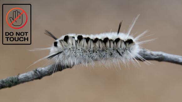 Caterpillar Alert: Fuzzy Bug in NY Can Leave Painful Rash - NewsBreak
