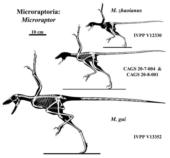 Microraptor vs. Pigeon: A Flight Comparison Across Eras - NewsBreak