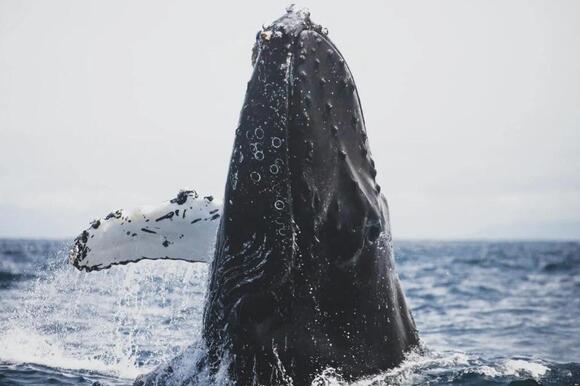 Why Do Whales Breach? Scientists Reveal the Surprising Reasons - NewsBreak