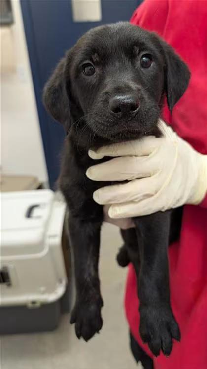 🐶 Playful Puppies and Friendly Dogs Ready for Adoption in Lynnwood ...
