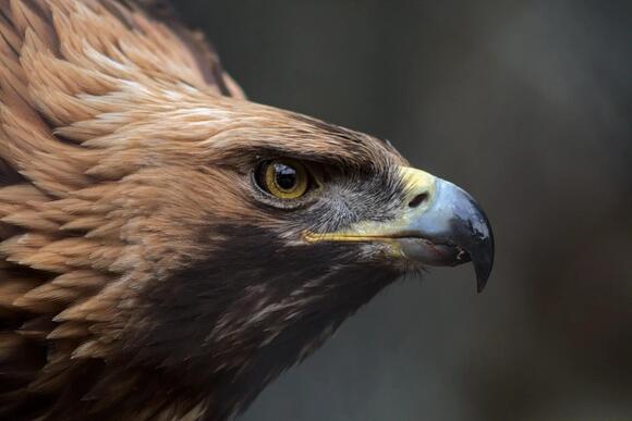 Meet The 10 Most Popular Animals Of Nevada - NewsBreak