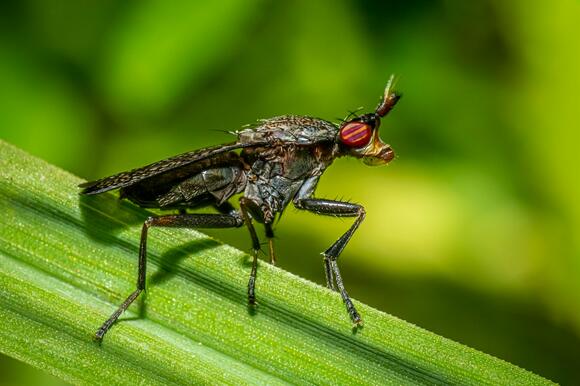 The Smallest Insect in the World – Almost Invisible to the Naked Eye ...