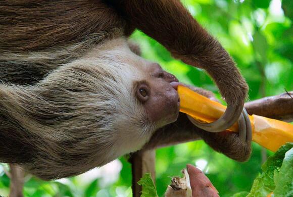 How Sloths Help Support Mini-Ecosystems in Their Fur - NewsBreak