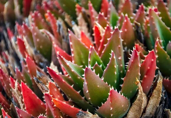 8 Incredible Ways Plants Adapt to Extreme Environments - NewsBreak
