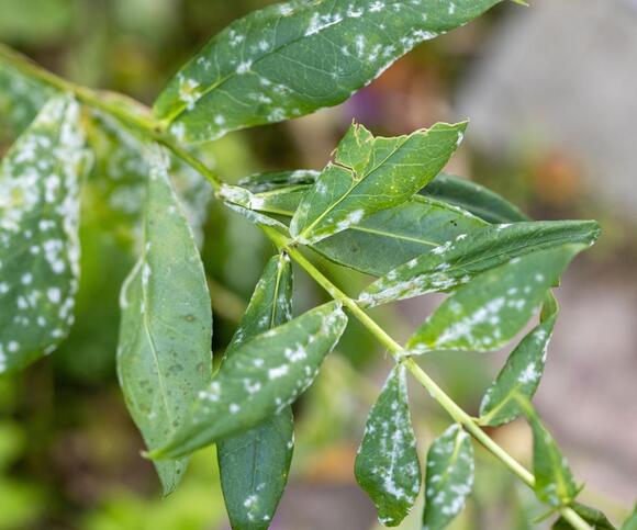 Powdery Mildew Ruining Your Indoor Plants? Here Are the 6 Most Common ...