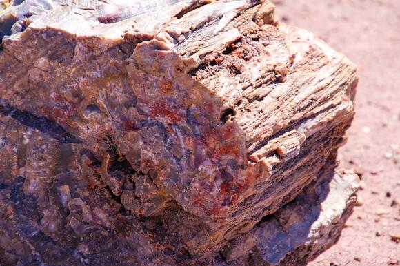 The Forest That Turned to Stone: Fossilized Wood and Ancient Clues in ...