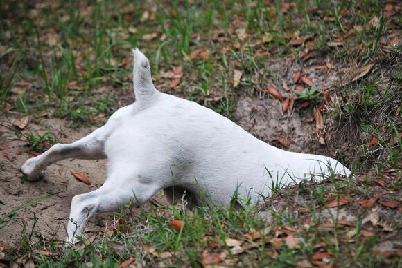 How to Stop a Dog Digging Up Your Garden Plants - NewsBreak