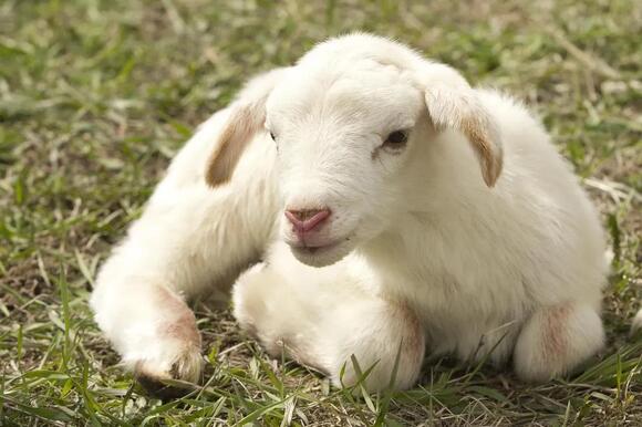 Once Abandoned This Baby Lamb Beats a Brutal Fate and Finds Hope ...