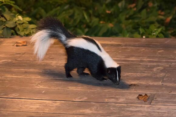 Skunk Mating Season in Michigan: What to Know - NewsBreak