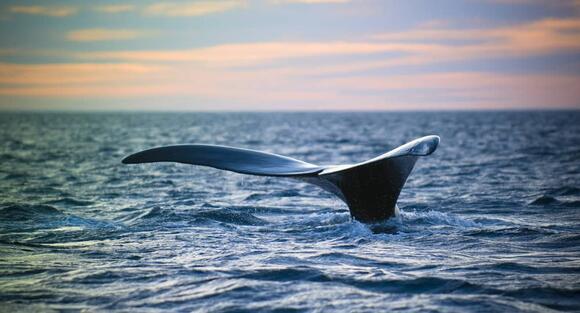 Blue Whale vs. Finn Whale - NewsBreak