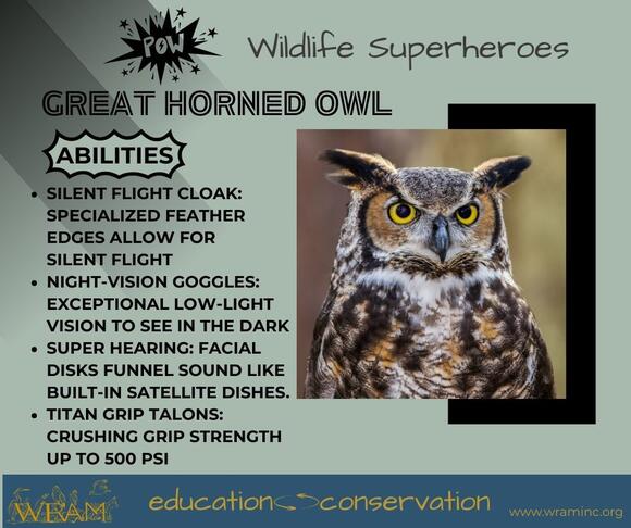 Night Vision & Silent Wings: Meet Massachusetts' Stealthiest Predator ...