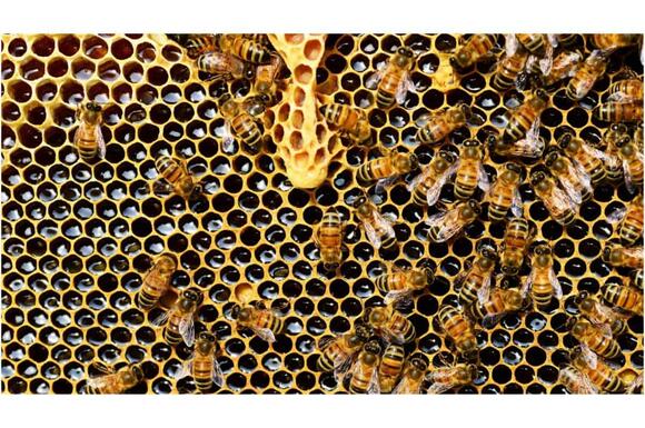 How Animals Can Always Find Their Way Home - NewsBreak