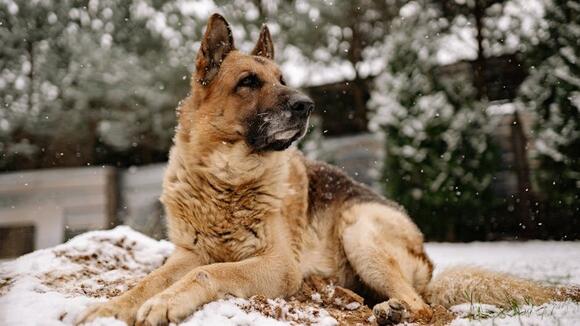 The Most Popular Dog Breeds in Oregon - NewsBreak