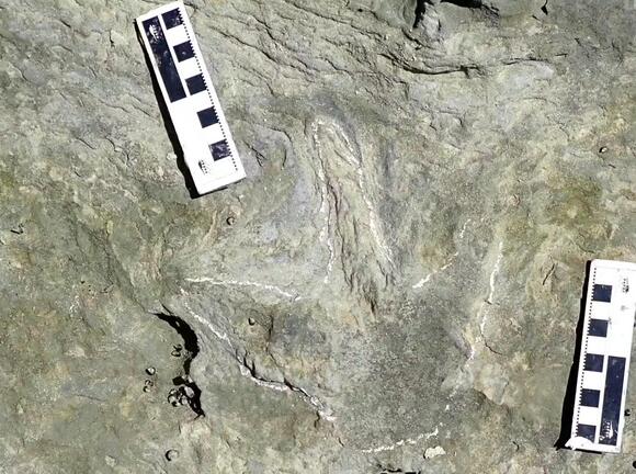 Fossil hunters find a new dinosaur track site on South Africa’s coast ...