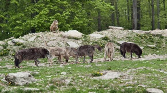 This U.S. State Has the Most Active Wild Wolf Packs - NewsBreak