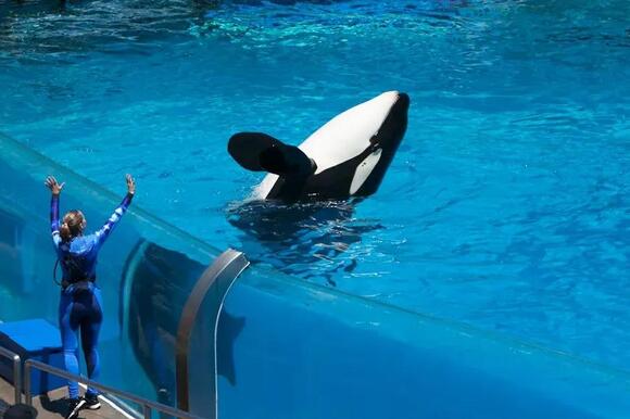 10 Orca Quirks That Will Make You Forget the Boat Attacks - NewsBreak