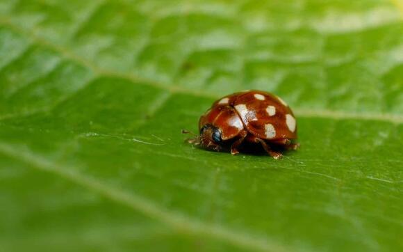 10 Different Colors Of Ladybugs (Rarest to Most Common) - NewsBreak