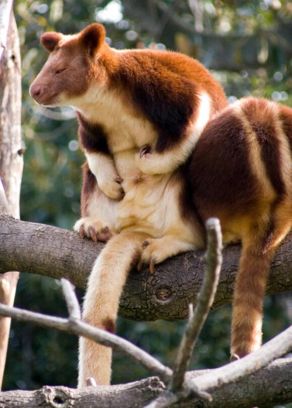 Australia’s Tree-Kangaroo: A Gravity-Defying Marsupial That Shouldn’t ...