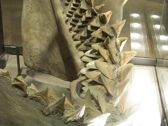 The Largest Megalodon Tooth Ever Found Just Shocked Scientists - NewsBreak