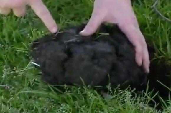 Fungus turns cicadas into 'zombies' as mites invade Chicago after 17 ...