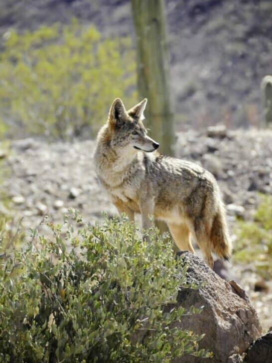 The Greatest Showdown Between a Fox and a Coyote - NewsBreak
