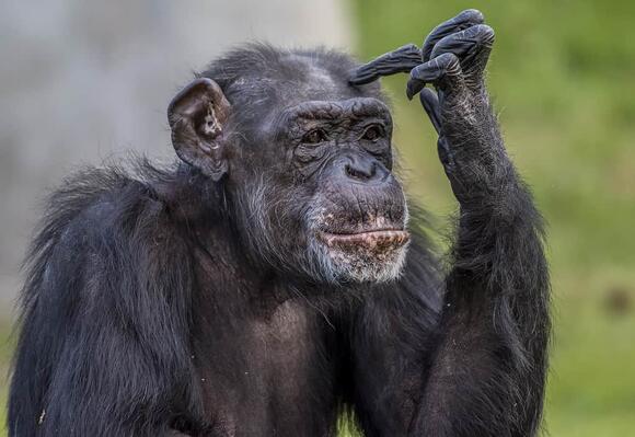 The 10 Most Forgetful Animals With the Worst Memory - NewsBreak