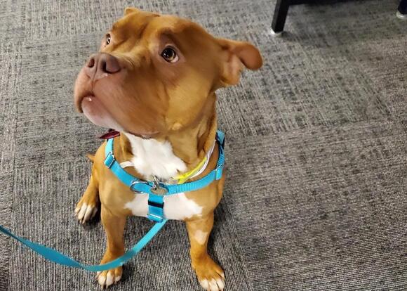 Why Jager The Dog Stands Out At The Humane Society of Western MT ...