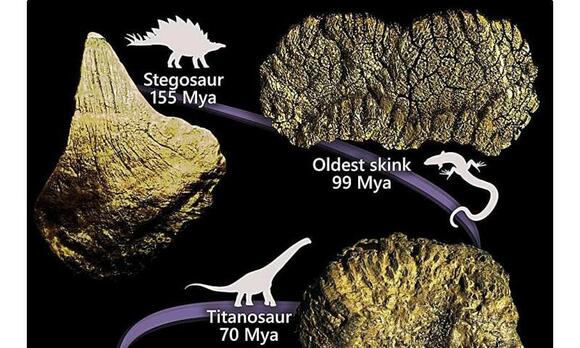 A centuries-old debate on how reptiles keep evolving skin bones is ...