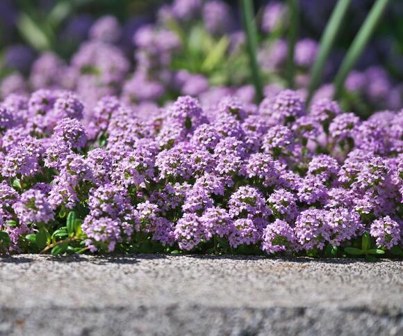 5 Heat-Tolerant Ground Cover Plants That Can Withstand Scorching Summer ...