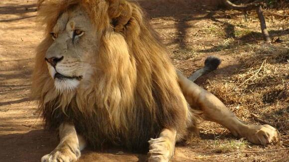 What Happens When a Lion Learns to Fear Humans - NewsBreak