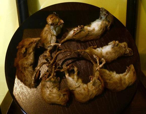 What Are Rat Kings, The ‘Super-Rodents’ Made Of Tangled Tails? - NewsBreak