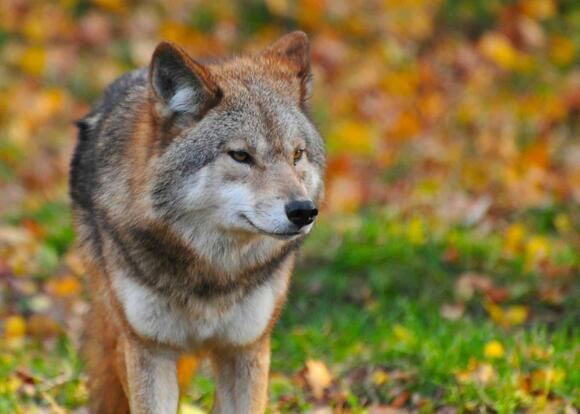 12 US States Where Wolves Are Making a Comeback - NewsBreak