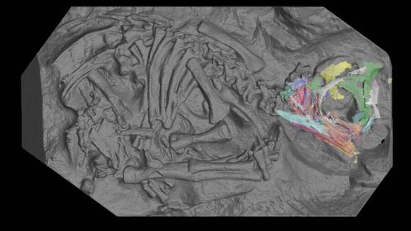 Scientists Able To See Preserved Dinosaur Embryos Inside 200-Million ...