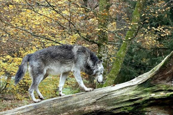 Rare Grey Wolf Identified in Upstate New York - NewsBreak