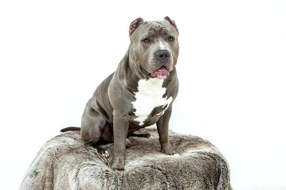 13 Popular Breeds Shelters Say Are The First To Get Adopted Every Time ...