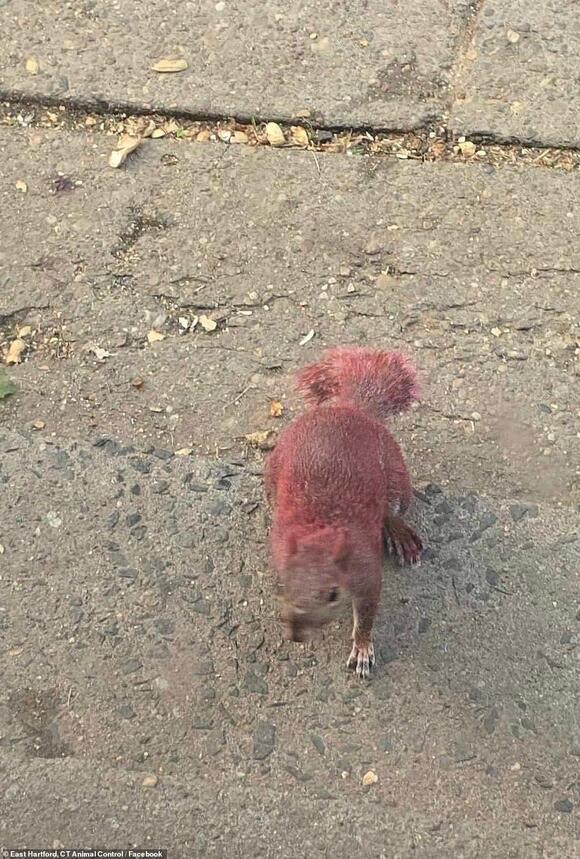 Neon squirrels are spotted in Connecticut - NewsBreak