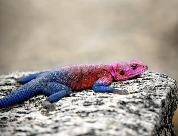 8 Ingenious Ways Animals Have Adapted to Survive Extreme Climates ...