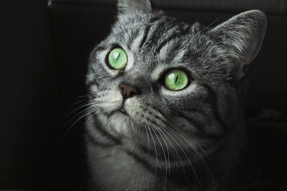 How To Help A Cat Who Seems Distant But Loyal Newsbreak