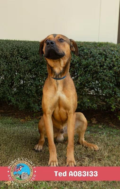 🐶 Playful, Loyal Dogs Ready for Adoption in Mobile, AL - NewsBreak