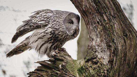 How Owls Fly Without Making a Sound - NewsBreak