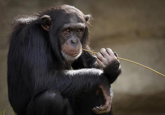 14 Wild Animals That Form Lifelong Bonds With the People Who Raise Them ...